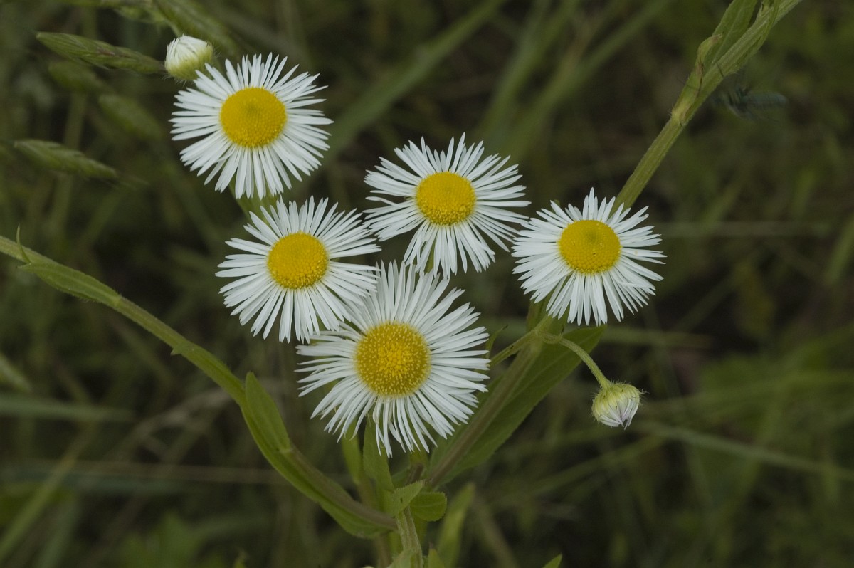 Erigeron annuus, Tall Fleabane