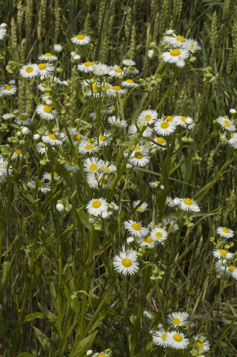 Erigeron annuus, Tall Fleabane