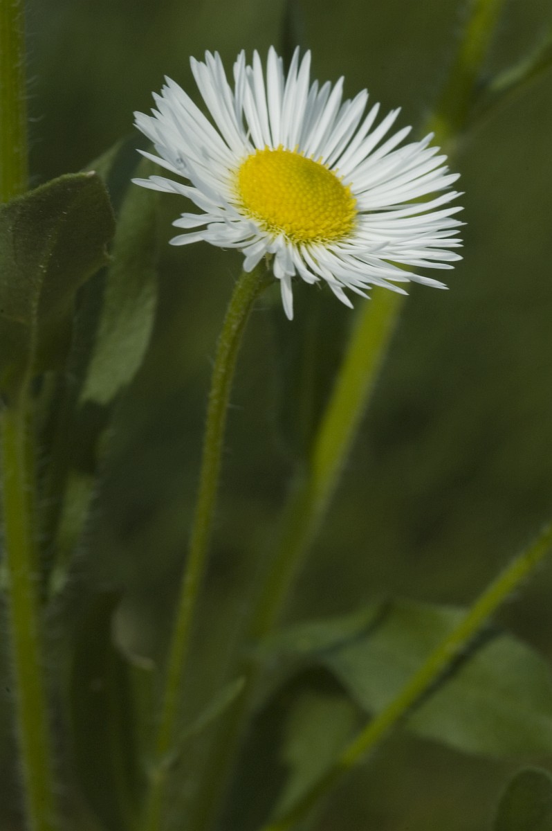 Erigeron annuus, Tall Fleabane