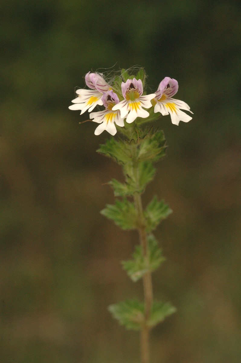 Euphrasia rostkoviana, Large-flowered Sticky Eyebright