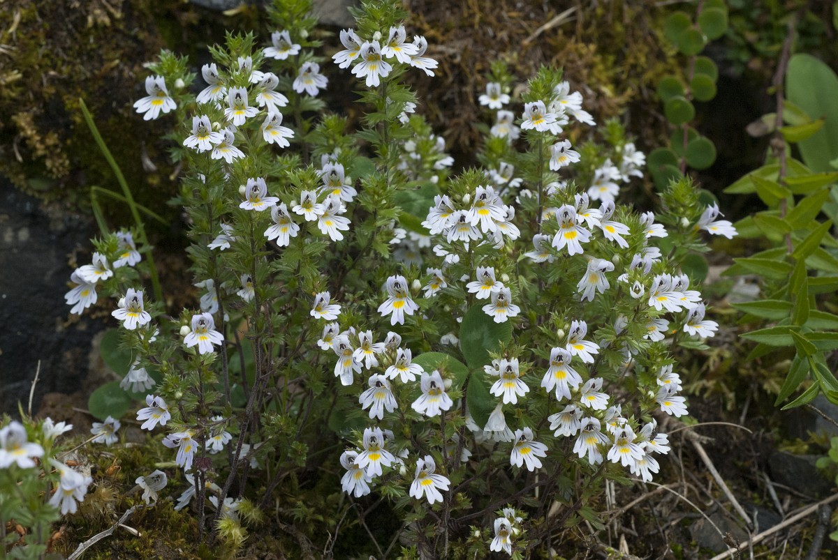 Euphrasia rostkoviana, Large-flowered Sticky Eyebright