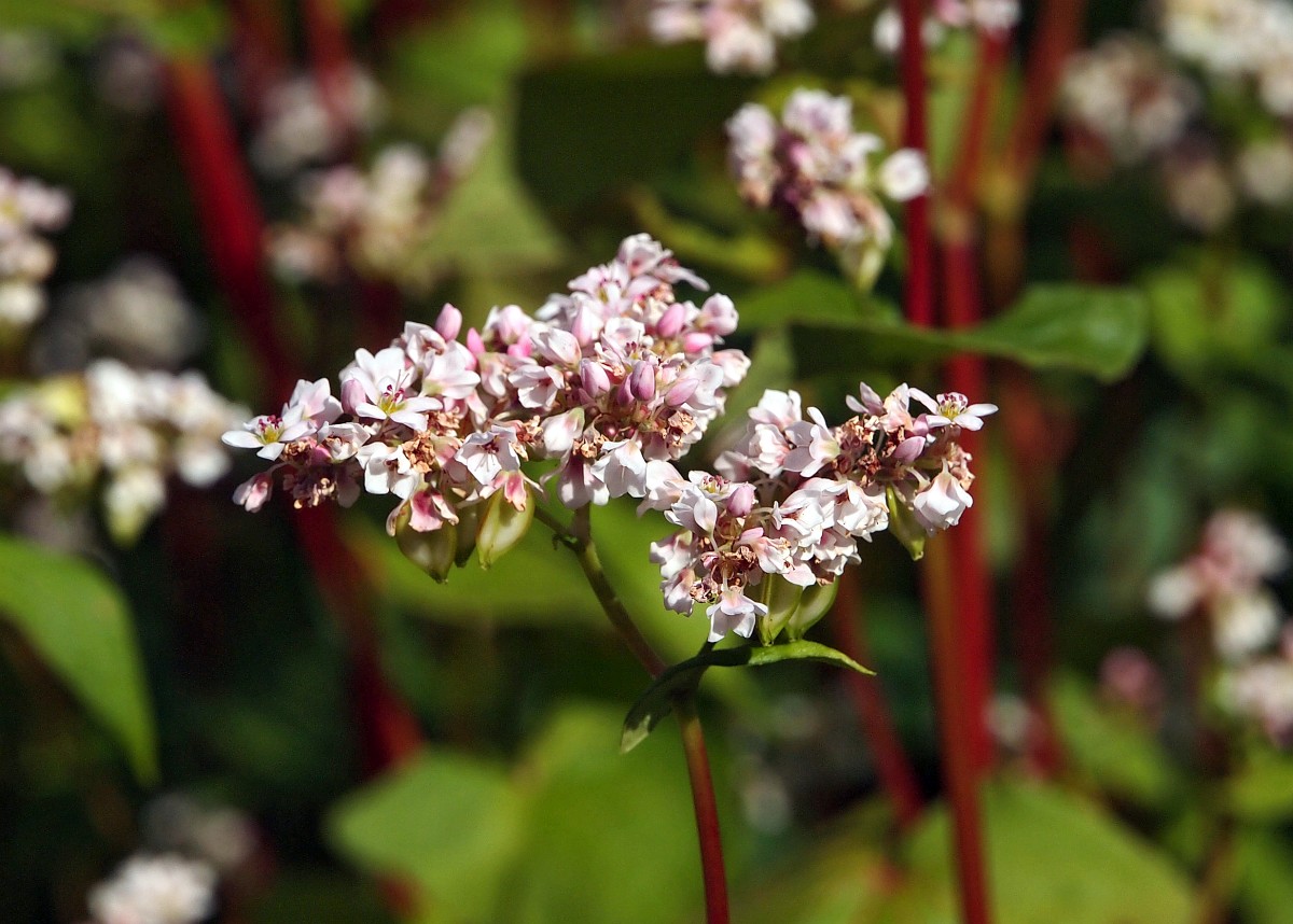 Fagopyrum esculentum, Common Buckwheat