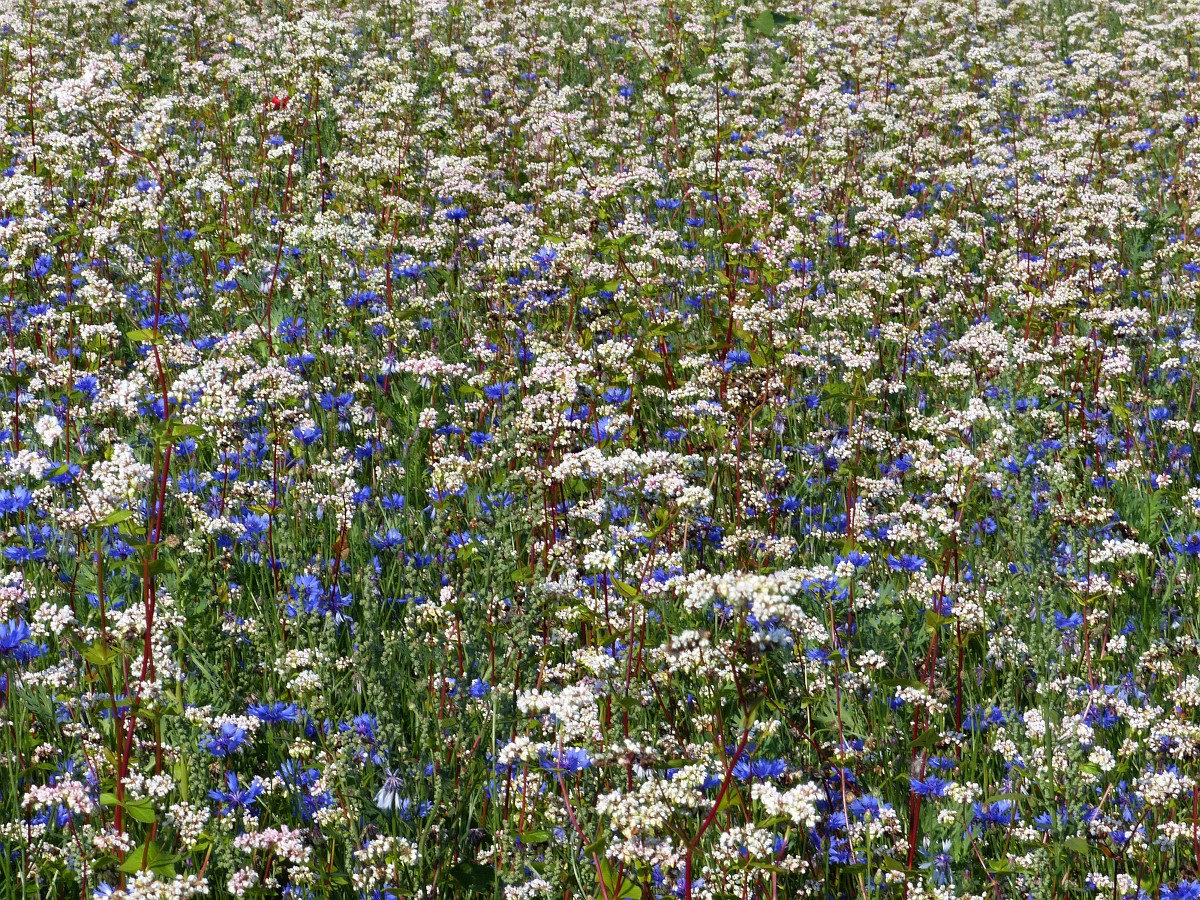Fagopyrum esculentum, Common Buckwheat