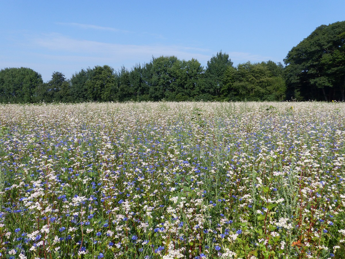Fagopyrum esculentum, Common Buckwheat