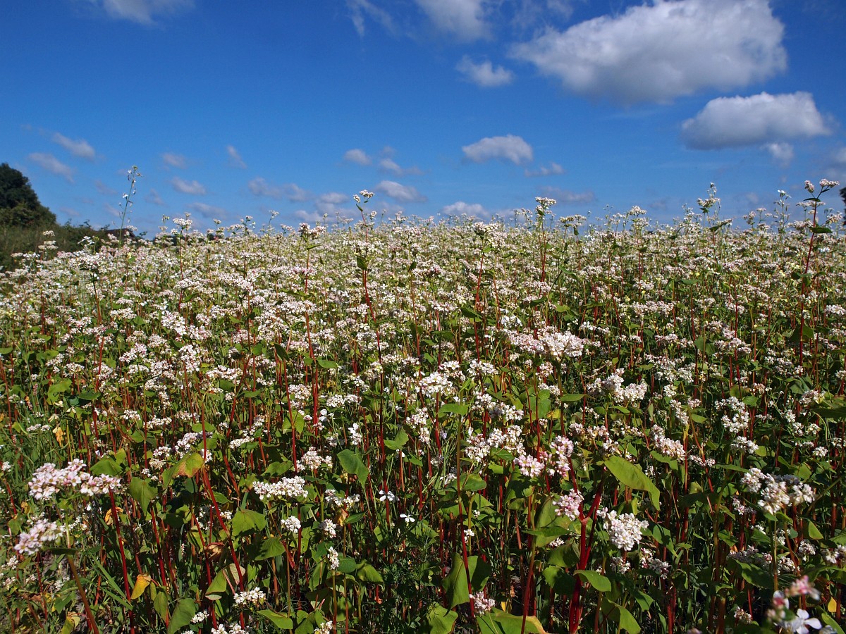 Fagopyrum esculentum, Common Buckwheat