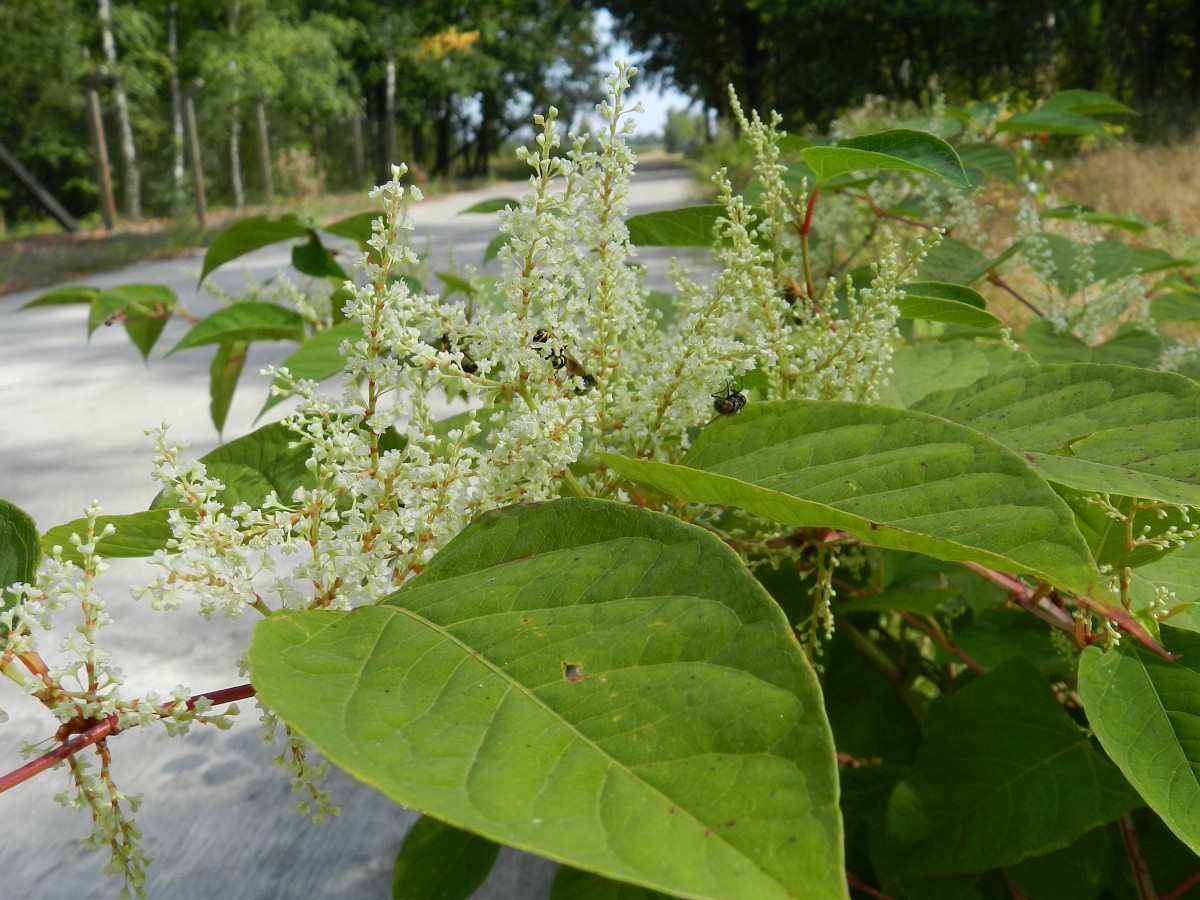 Fallopia japonica, Japanese Knotweed