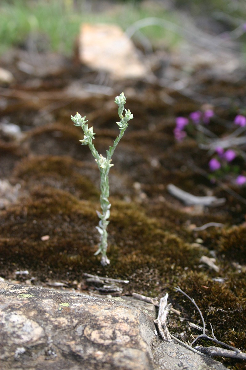Filago minima, Small Cudweed