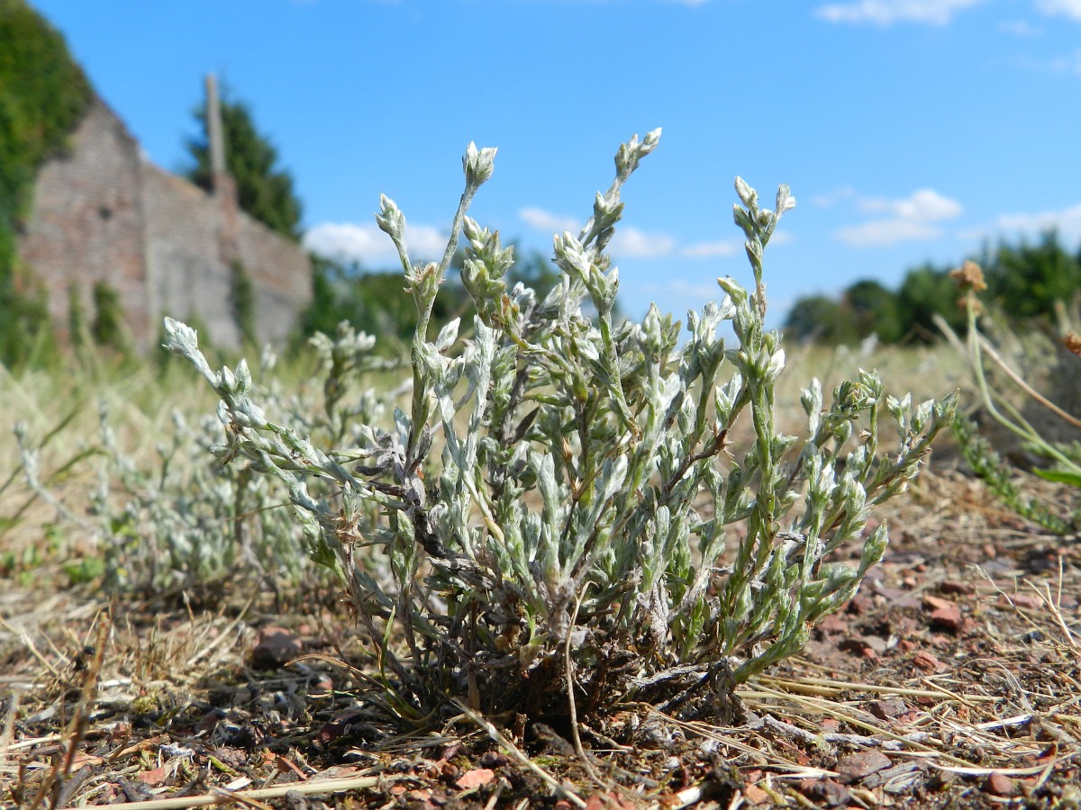 Filago minima, Small Cudweed