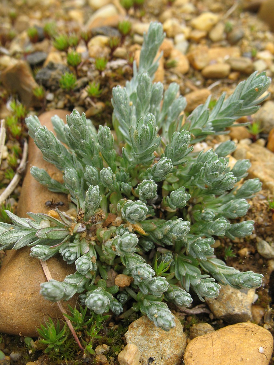 Filago minima, Small Cudweed
