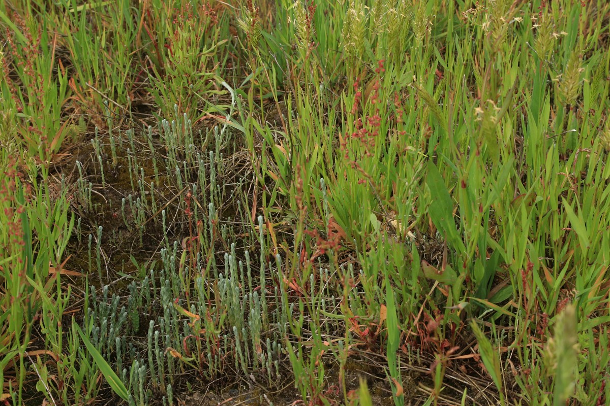 Filago minima, Small Cudweed