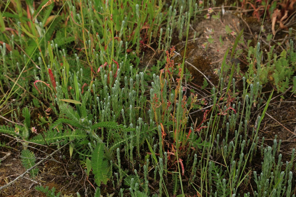 Filago minima, Small Cudweed