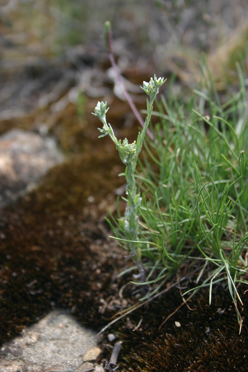 Filago minima, Small Cudweed