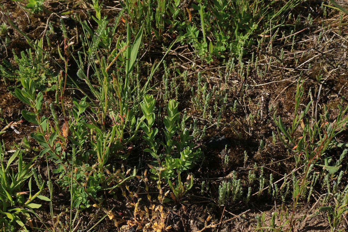 Filago minima, Small Cudweed