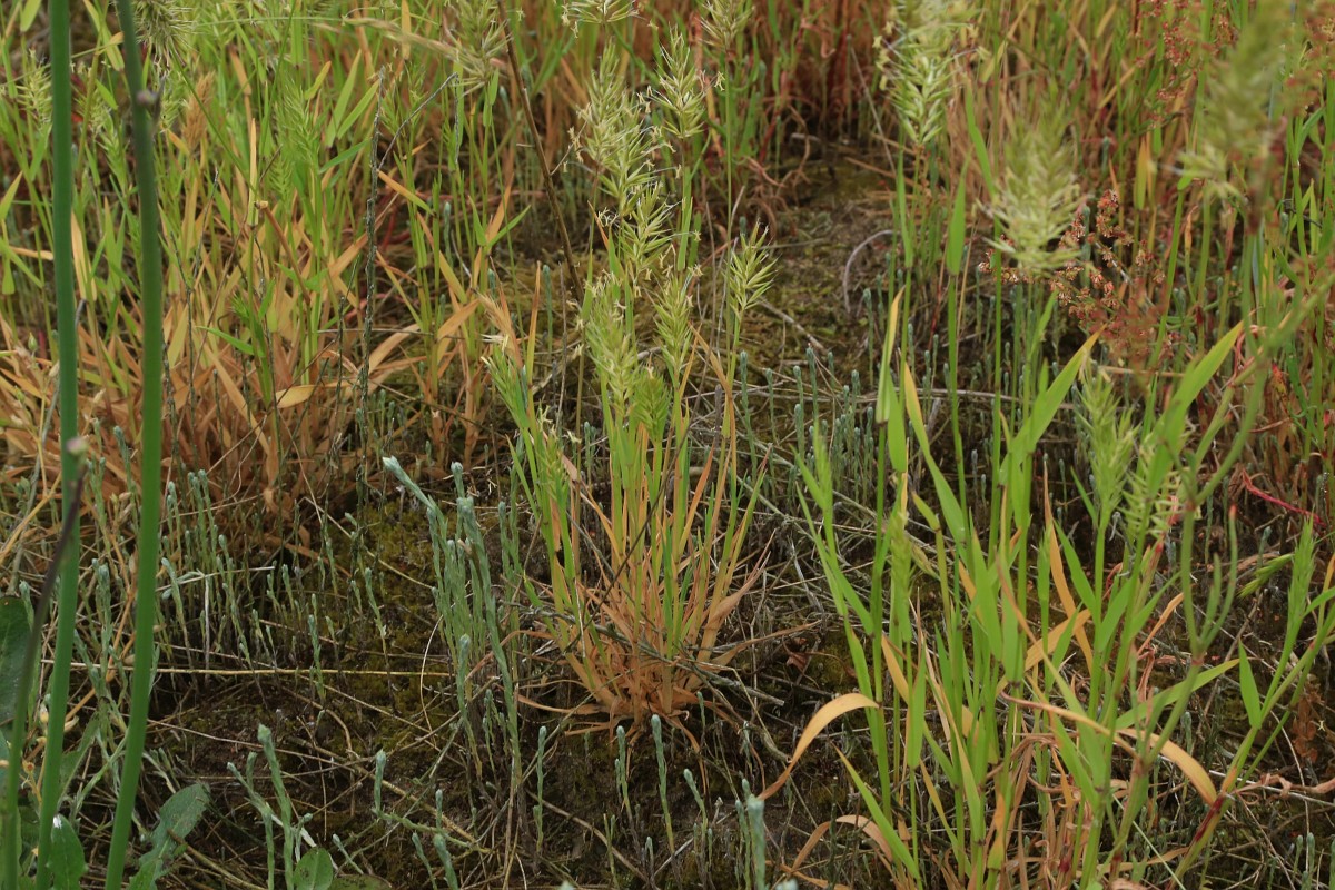Filago minima, Small Cudweed
