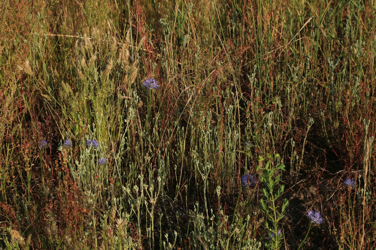 Filago minima, Small Cudweed