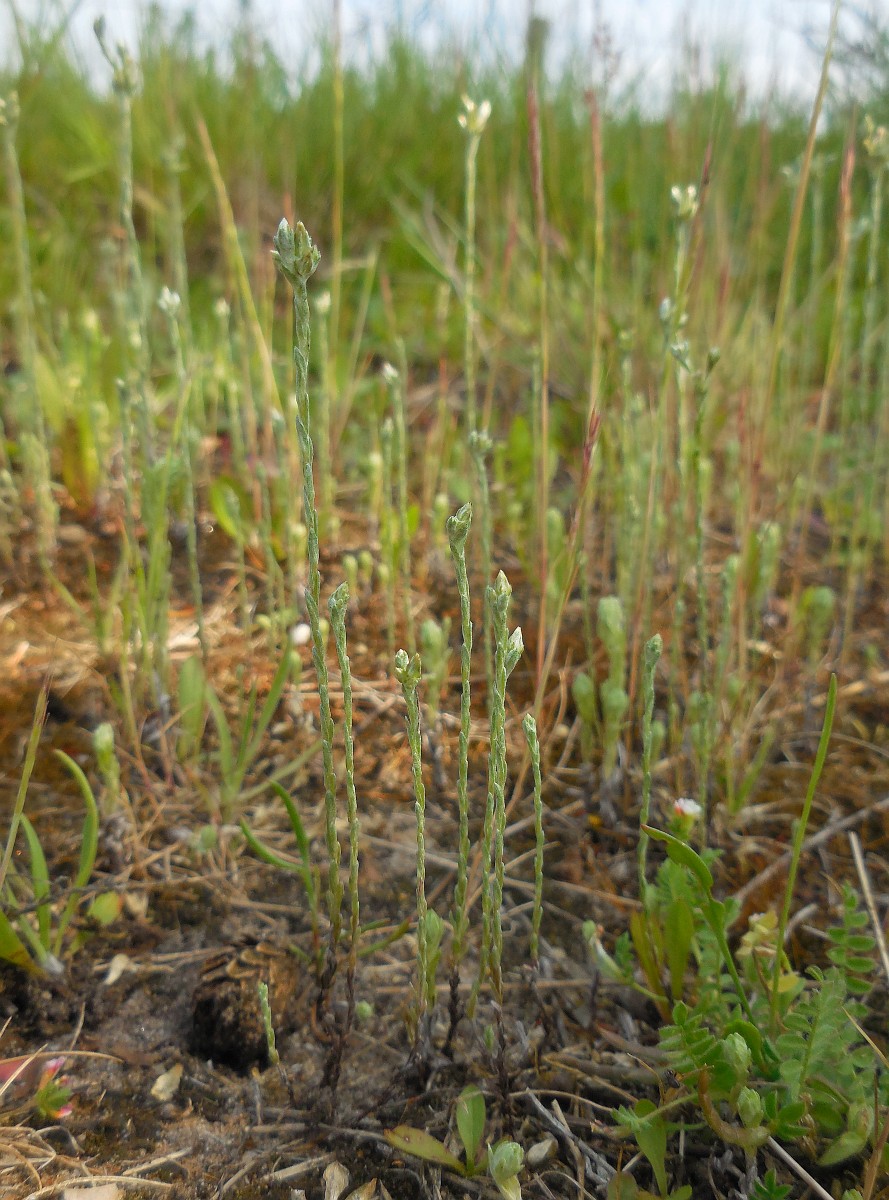 Filago minima, Small Cudweed