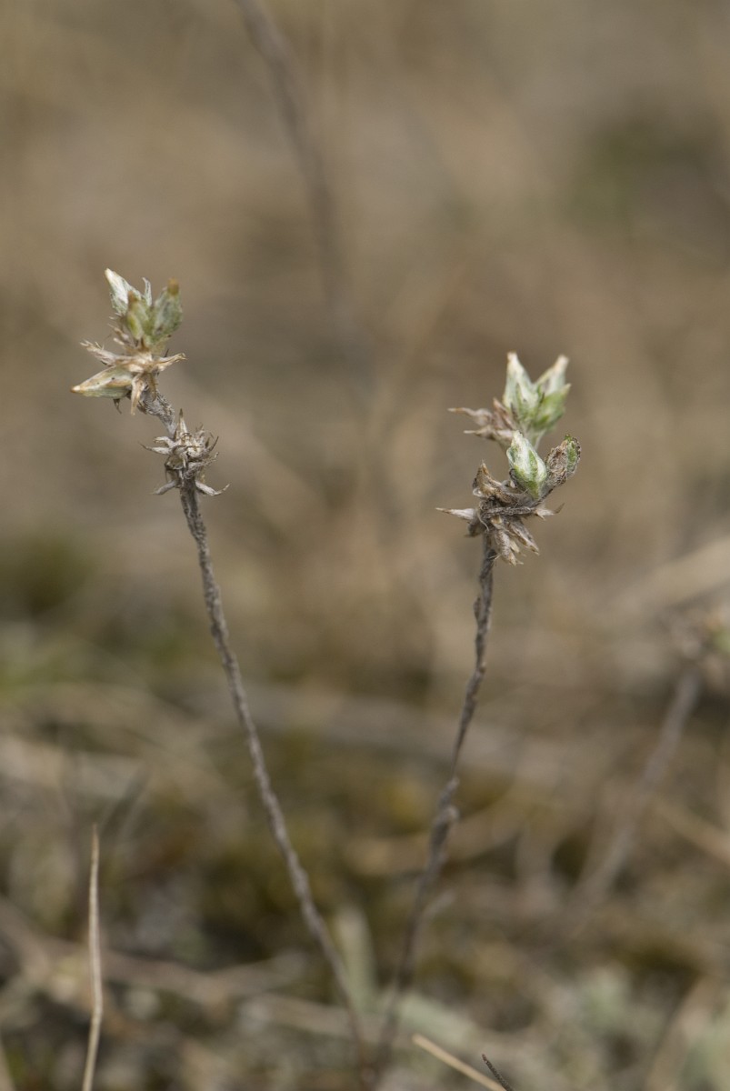 Filago minima, Small Cudweed
