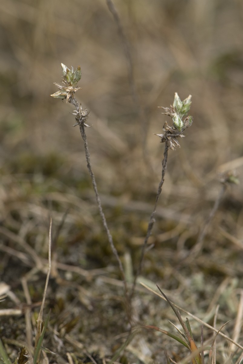 Filago minima, Small Cudweed