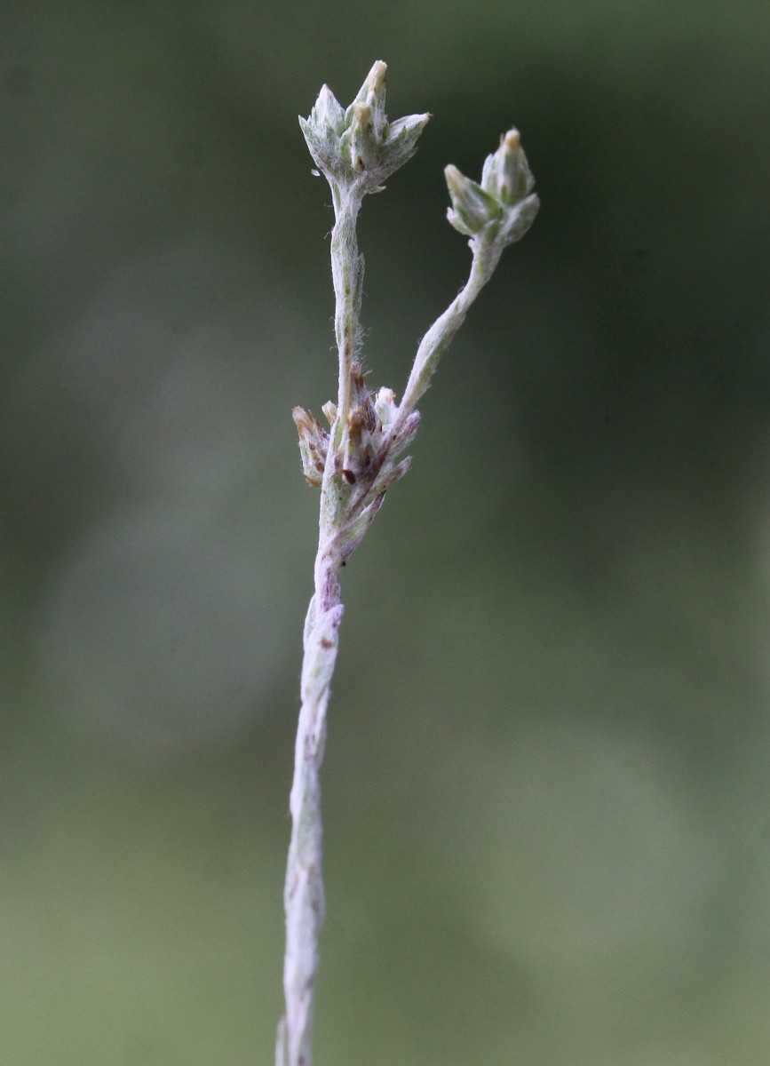 Filago minima, Small Cudweed