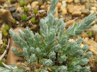 Filago minima, Small Cudweed