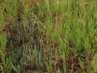 Filago minima, Small Cudweed