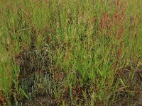Filago minima, Small Cudweed