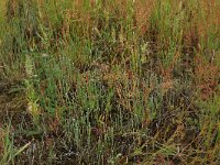 Filago minima, Small Cudweed