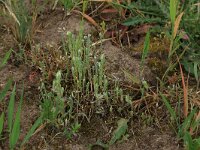 Filago minima, Small Cudweed