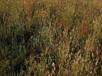 Filago minima, Small Cudweed