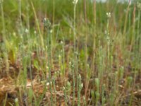 Filago minima, Small Cudweed