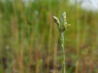 Filago minima, Small Cudweed