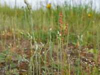 Filago minima, Small Cudweed
