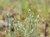 Filago minima, Small Cudweed