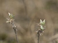 Filago minima, Small Cudweed
