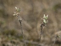 Filago minima, Small Cudweed