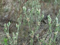 Filago minima, Small Cudweed