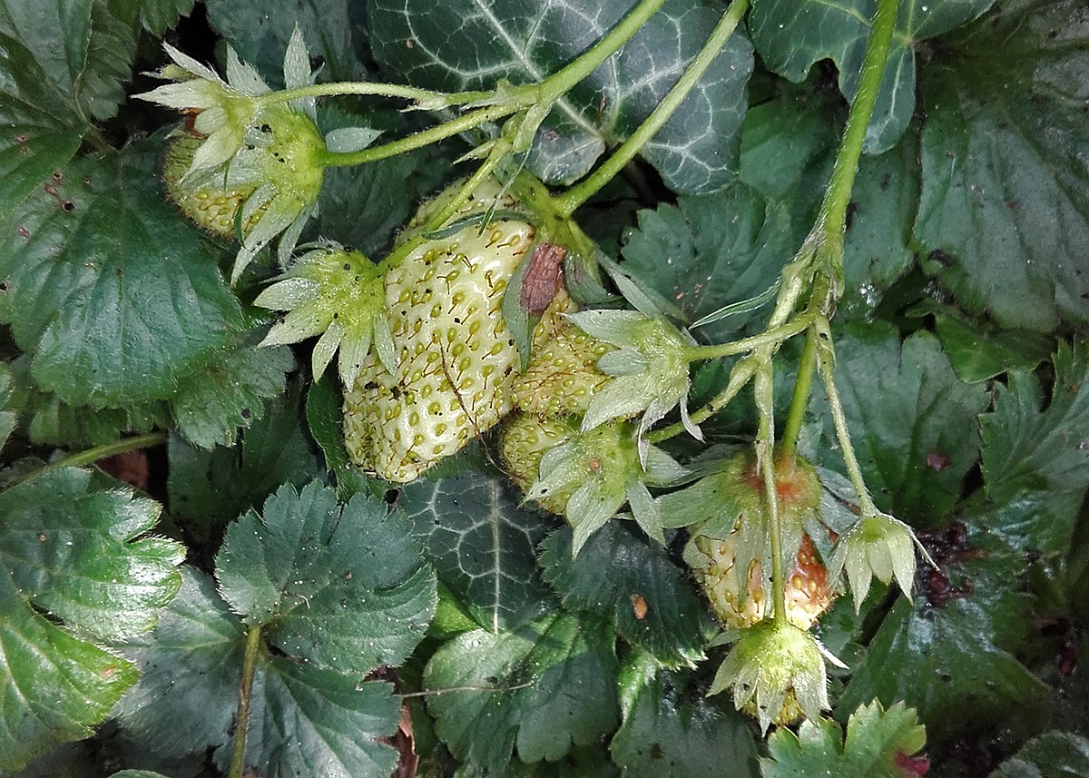 Fragaria x ananassa