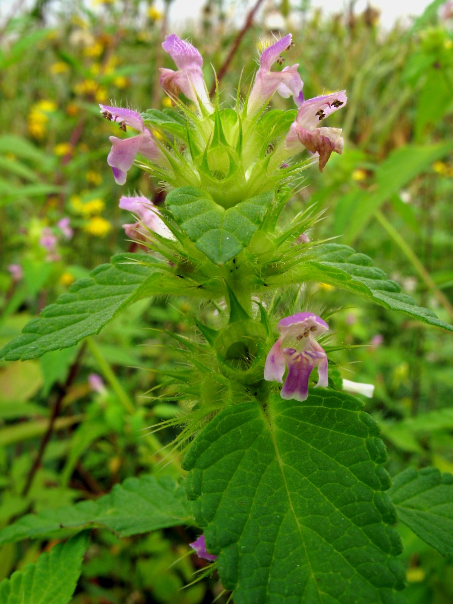 Galeopsis bifida, Splitlip Hemp-nettle