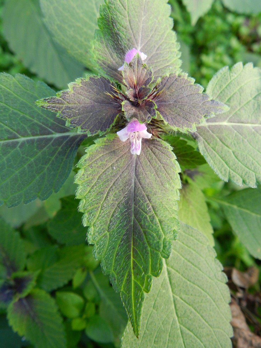 Galeopsis bifida, Splitlip Hemp-nettle