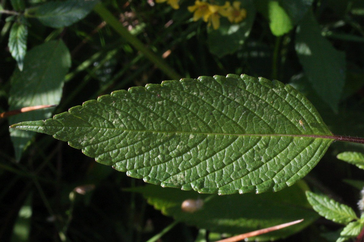 Galeopsis bifida, Splitlip Hemp-nettle