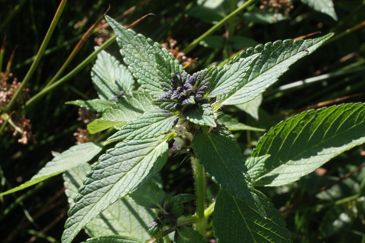 Galeopsis bifida, Splitlip Hemp-nettle
