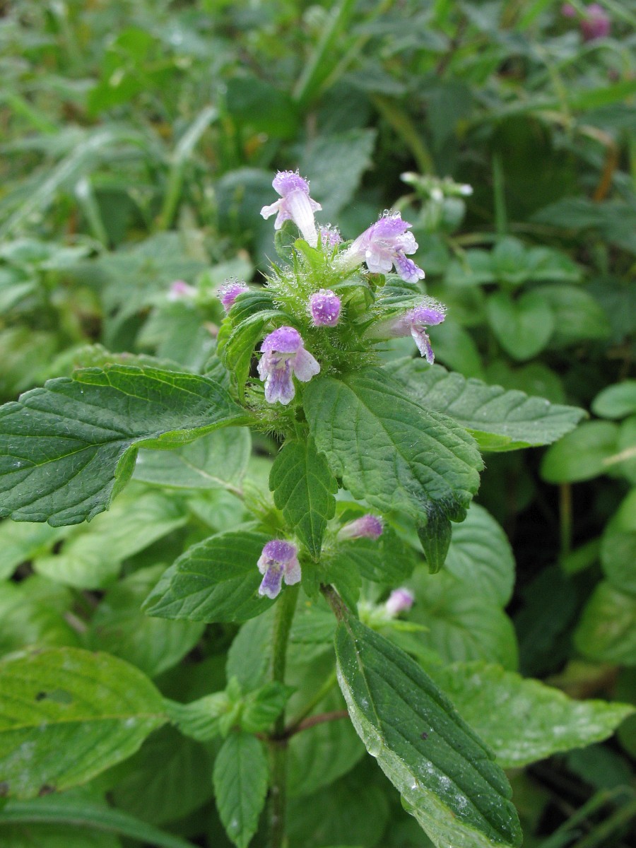Galeopsis bifida, Splitlip Hemp-nettle