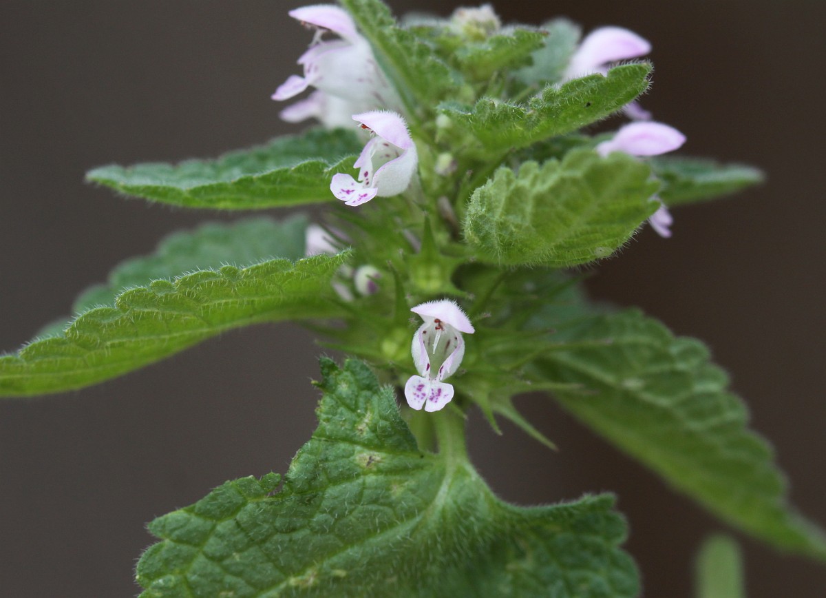 Galeopsis bifida, Splitlip Hemp-nettle
