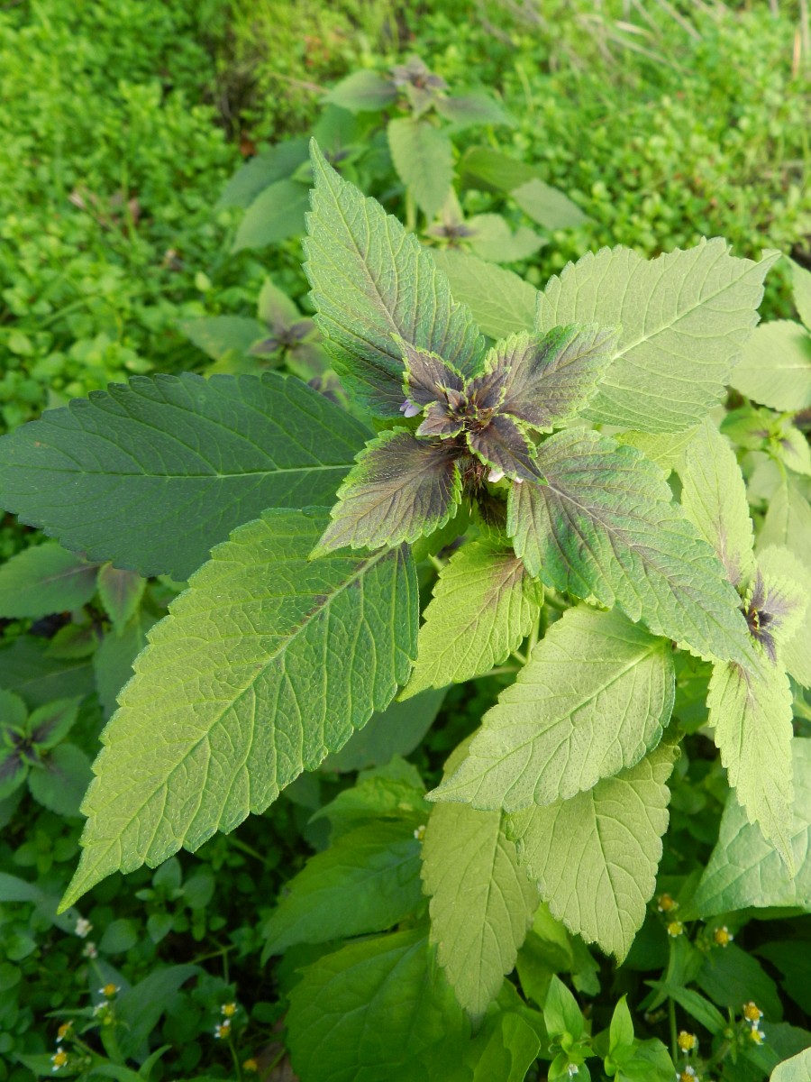Galeopsis bifida, Splitlip Hemp-nettle