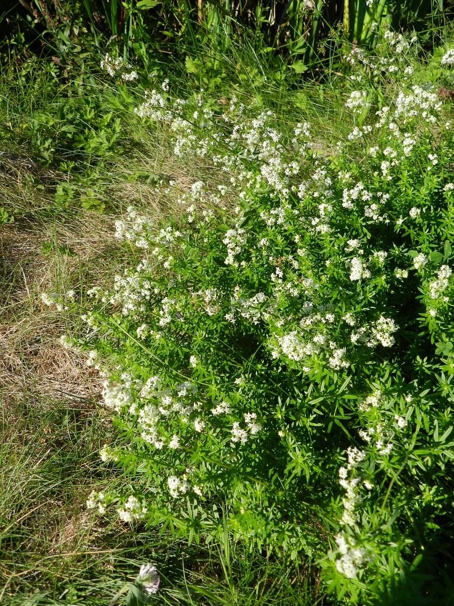 Galium mollugo, Hedge-bedstraw