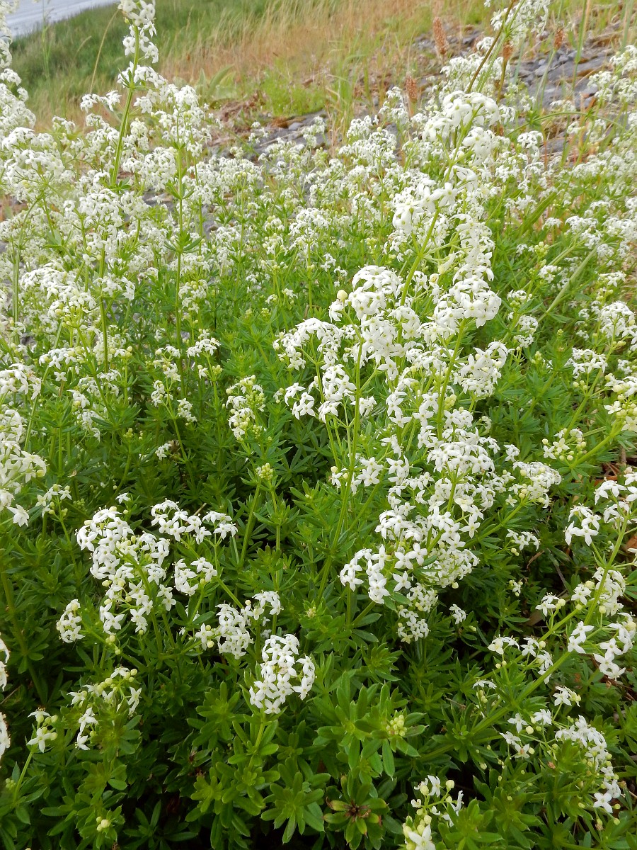 Galium mollugo, Hedge-bedstraw