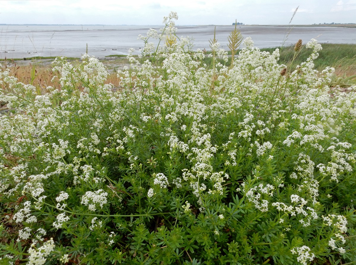Galium mollugo, Hedge-bedstraw