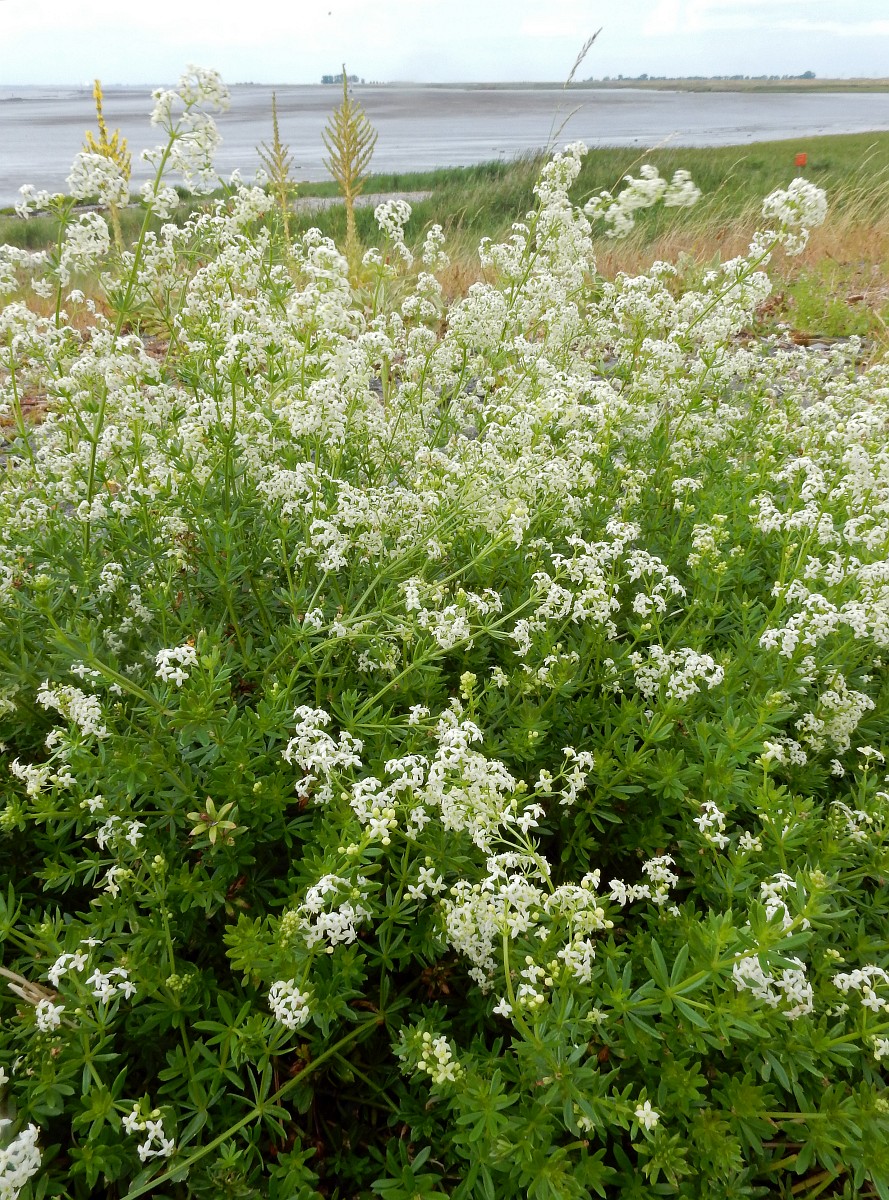 Galium mollugo, Hedge-bedstraw