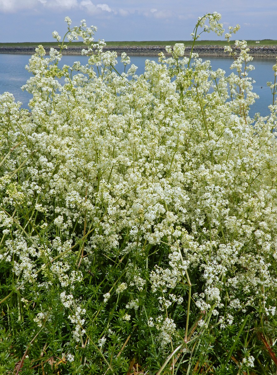 Galium mollugo, Hedge-bedstraw