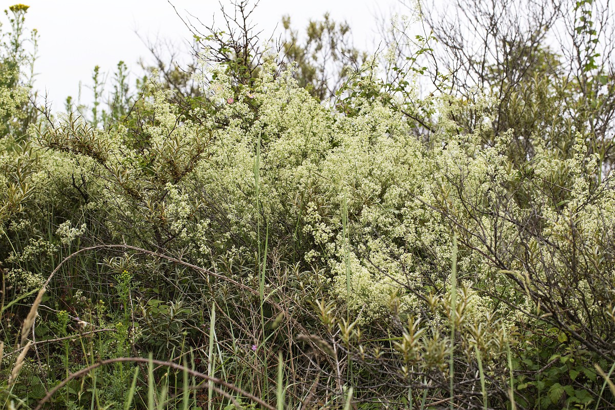 Galium mollugo, Hedge-bedstraw
